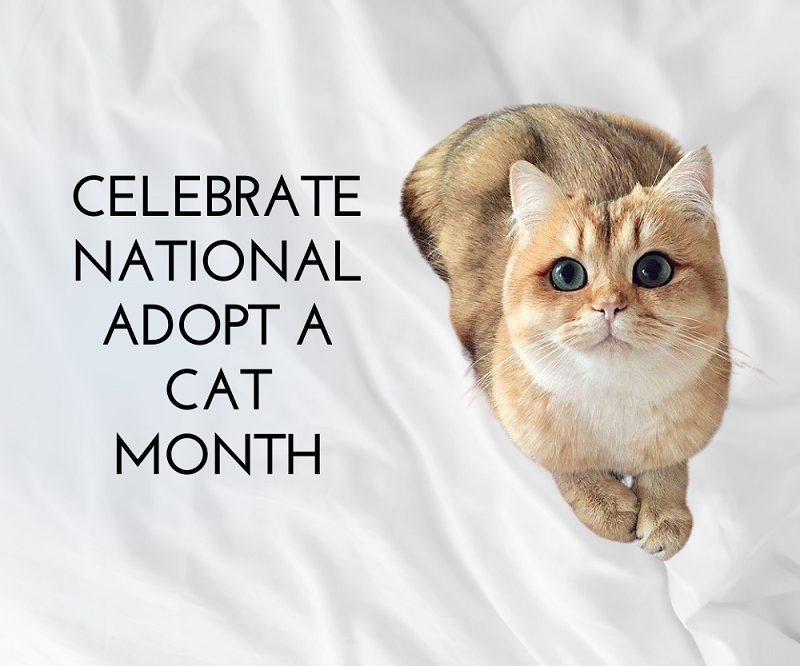 Celebrate National Adopt a Cat Month | Muir Oaks Veterinary Hospital